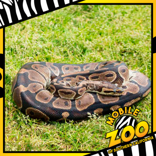 Gallery – Mobile Zoo of Southern California