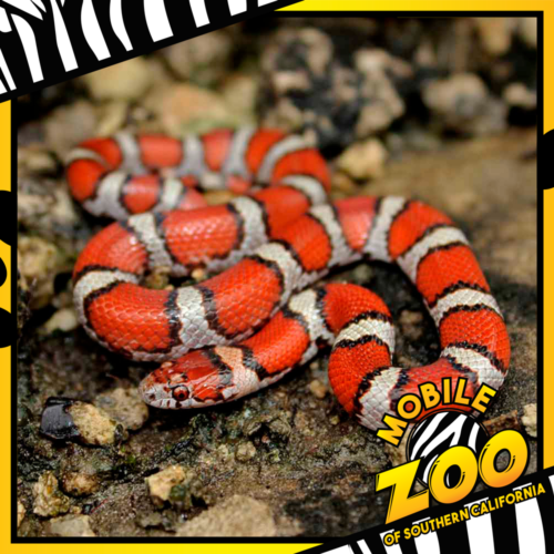 Gallery – Mobile Zoo of Southern California