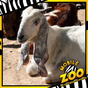 Gallery – Mobile Zoo of Southern California